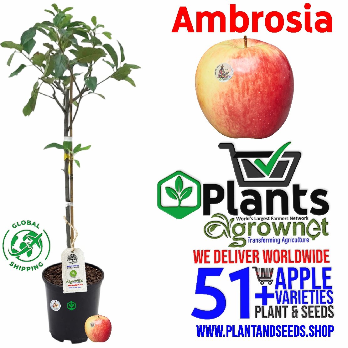 Buy Ambrosia Apple Plants Online from Agrownet