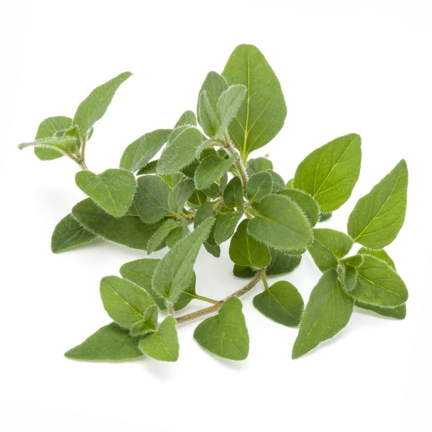 Marjoram Cultivation | Marjoram farming and Marjoram crop management ...