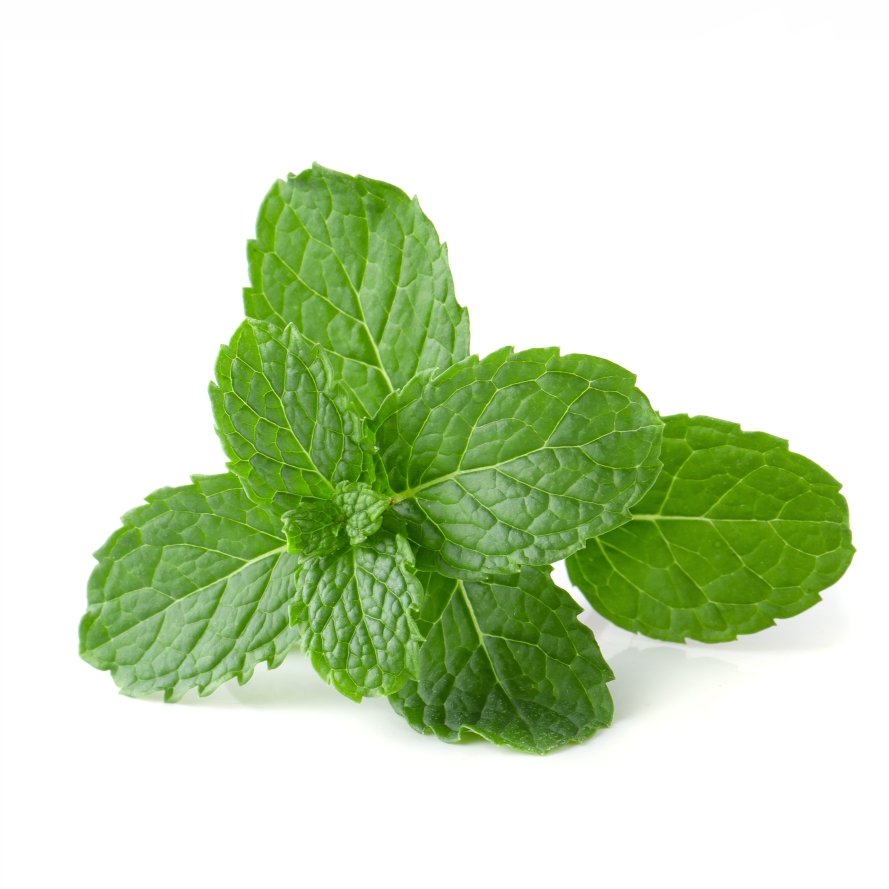 Mint Cultivation | Mint farming and Mint crop management:Agrownet™