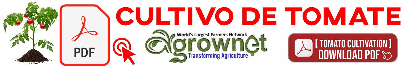Cultivos de tomates | Agrownet™ Una Guía Completa para el Cultivo de ...