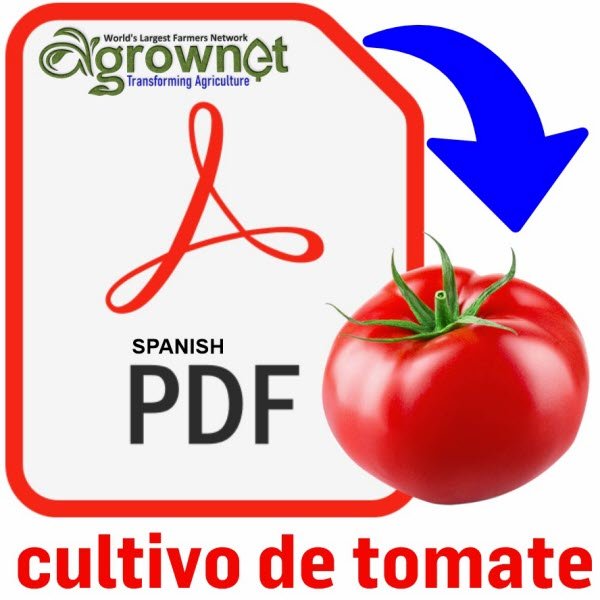 Cultivos de tomates | Agrownet™ Una Guía Completa para el Cultivo de ...