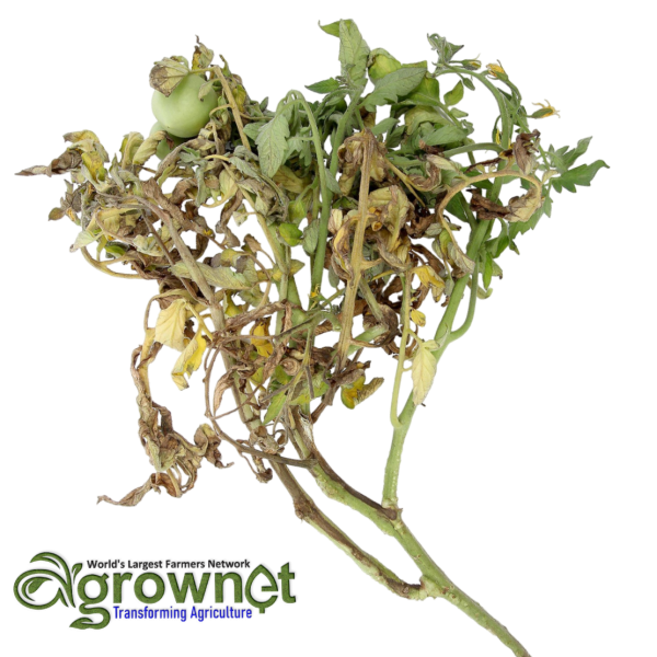 Understanding Pseudomonas corrugata: Diseases in Plants and Solutions ...