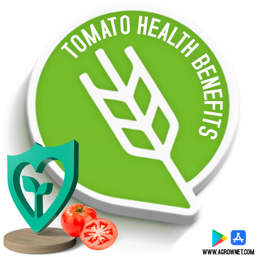 🔎 Tomato Health Benefits : Unveiling the Health Benefits of Tomato with ...