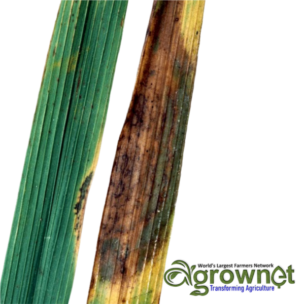 Understanding Xanthomonas albilineans and Its Impact on Plant Health