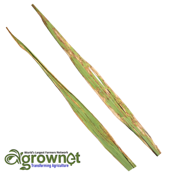 Understanding Xanthomonas oryzae pv. oryzae: Diseases in Plants and Solutions by Agrownet™